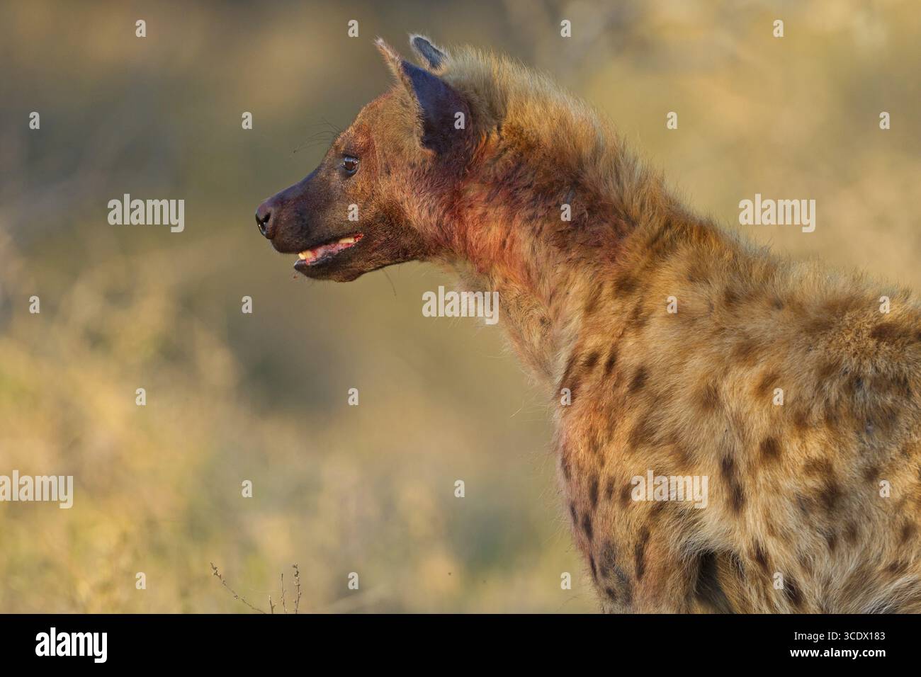 Spotted hyena, spotted hyena, Crocuta crocuta, spotted hyena, laughing ...