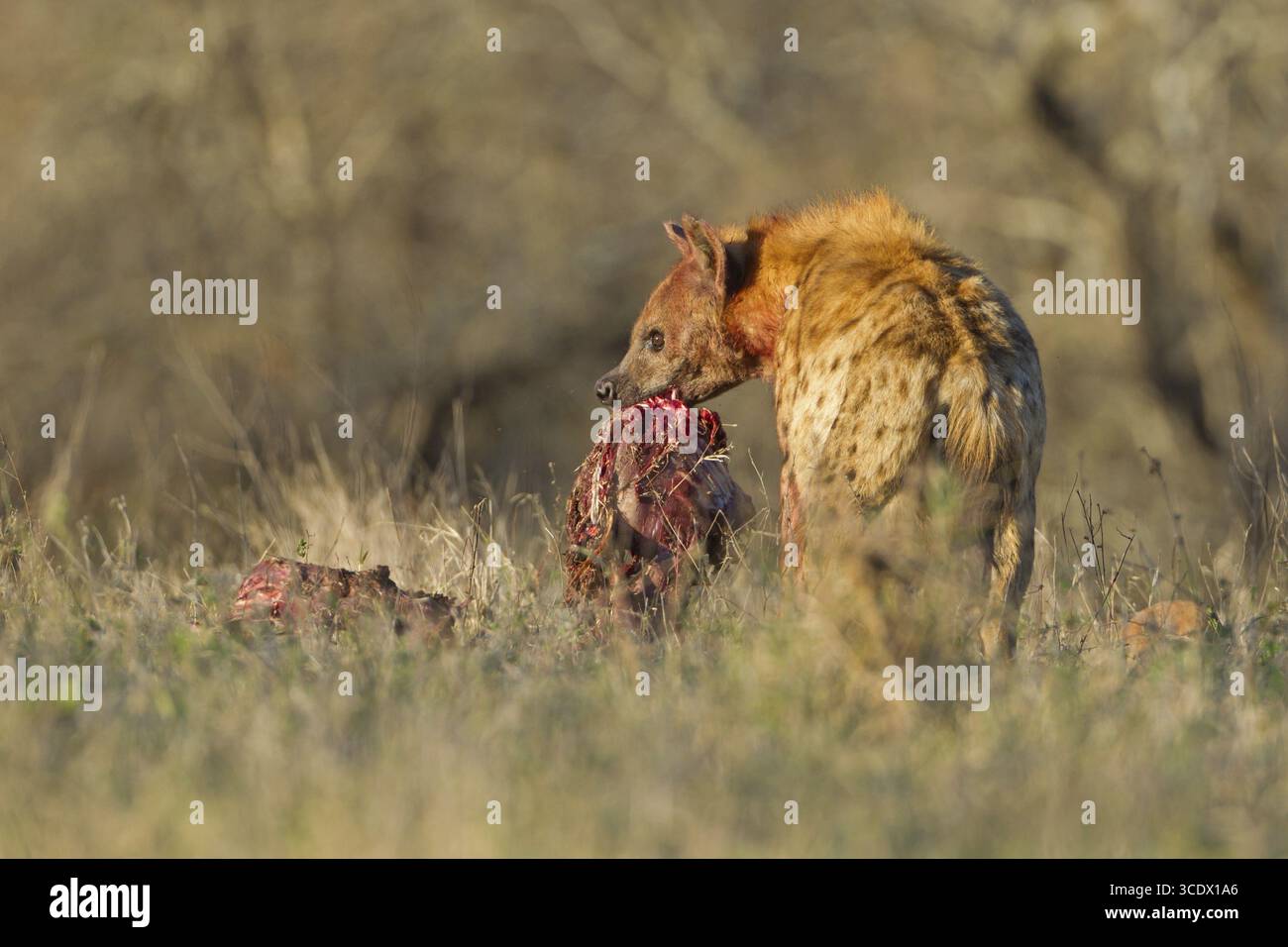 Spotted hyena, spotted hyena, Crocuta crocuta, spotted hyena, laughing ...