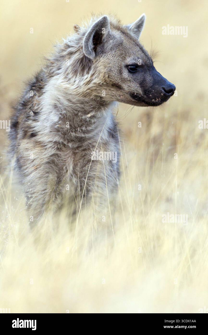 Spotted hyena, spotted hyena, Crocuta crocuta, spotted hyena, laughing ...