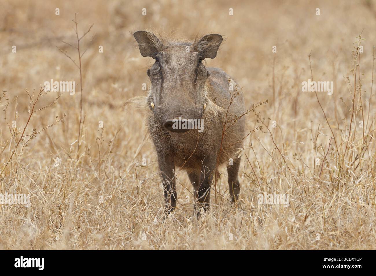 Warthog, Phacochoerus africanus, warthog, facoquero comun, facocero ...