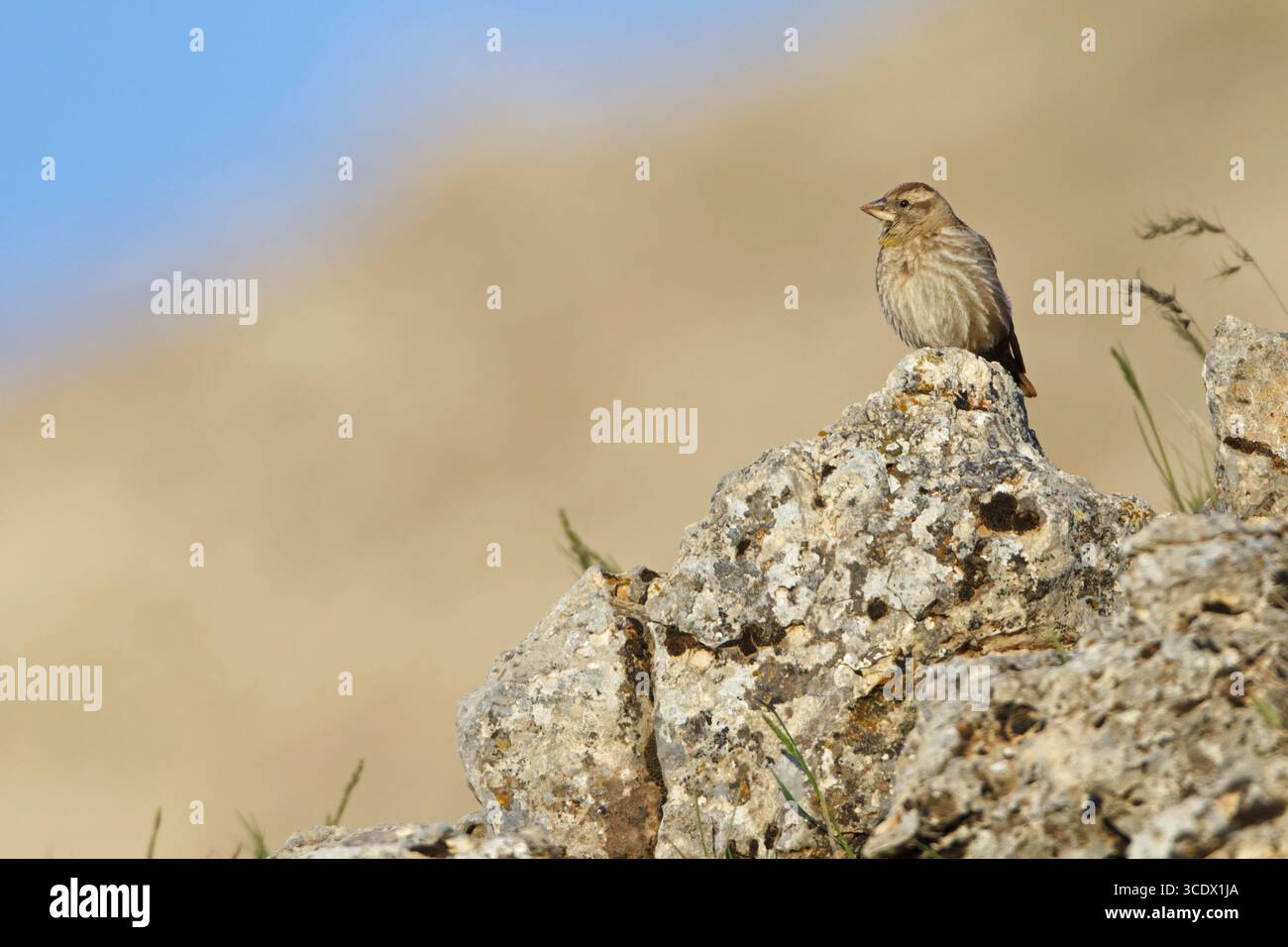 Rock Sparrow, Rock Sparrow, Streaked Rock Sparrow, Petronia petronia ...