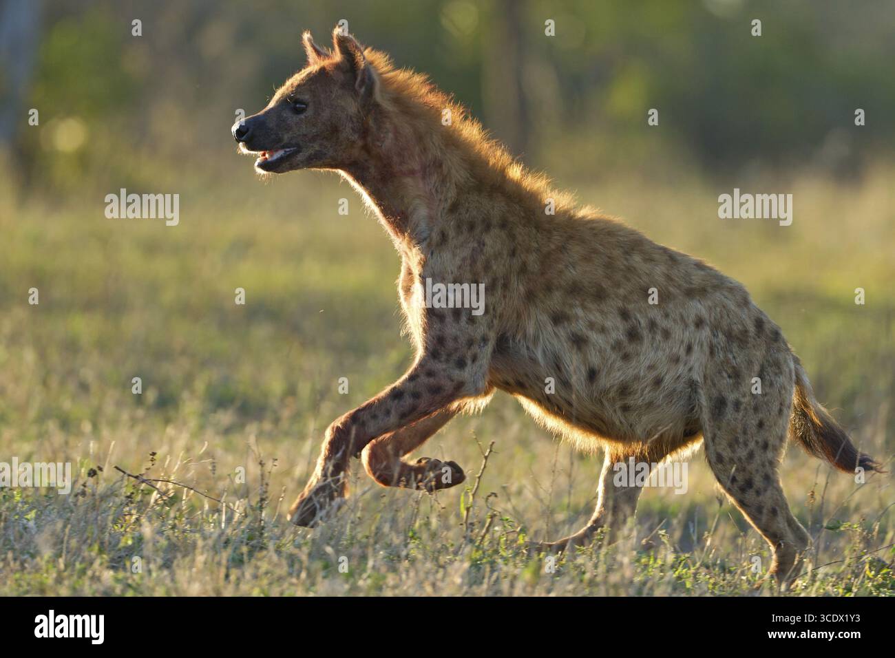 Spotted hyena, spotted hyena, Crocuta crocuta, spotted hyena, laughing ...