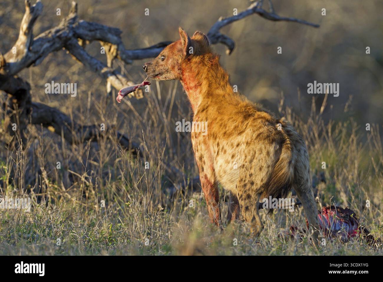 Spotted hyena, spotted hyena, Crocuta crocuta, spotted hyena, laughing ...
