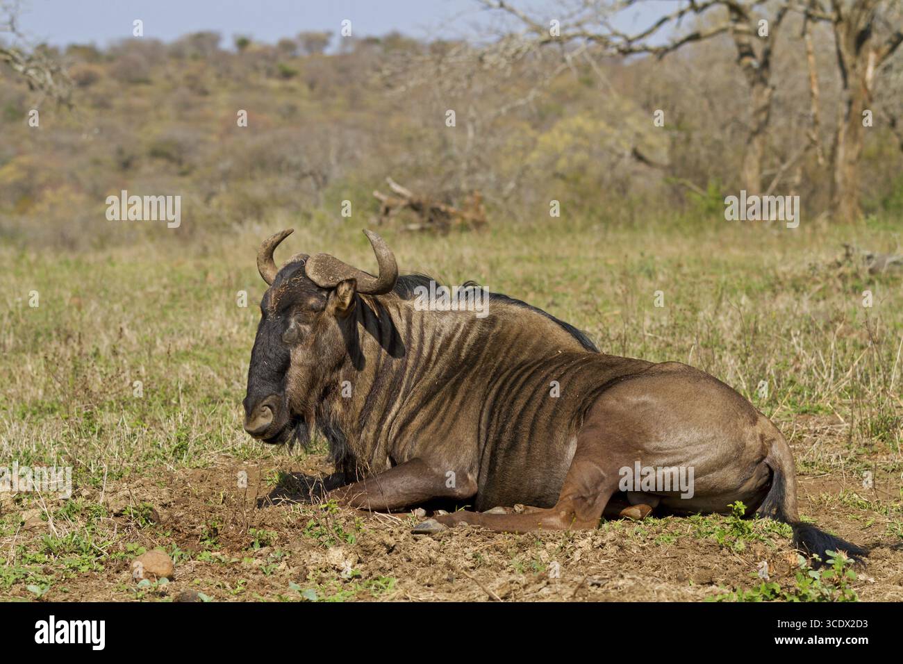 Blue Wildebeest, Connochaetes taurinus, Blue Wildebeest, Common ...