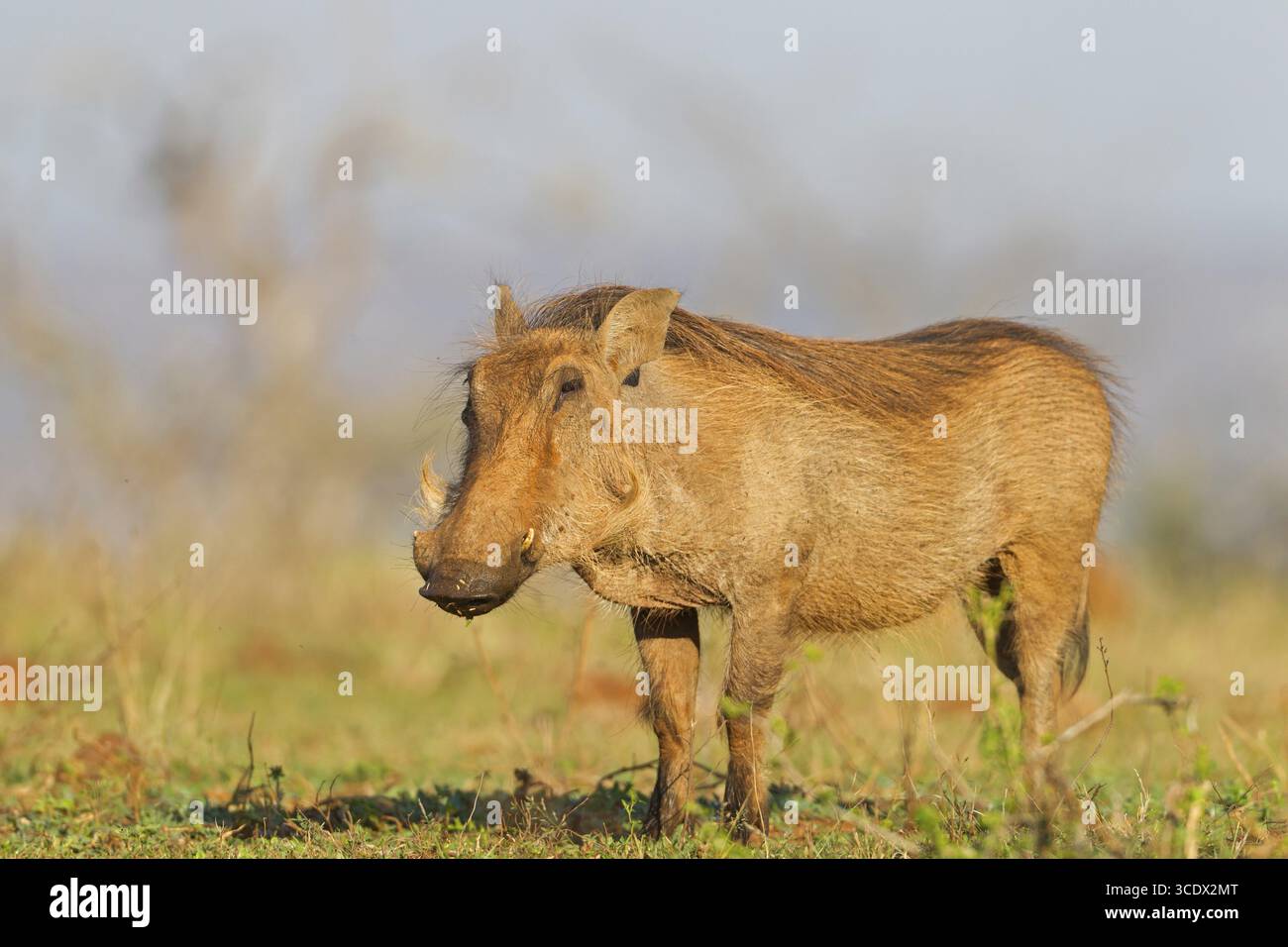 Warthog, Phacochoerus africanus, Warthog, facoquero comun, facocero ...