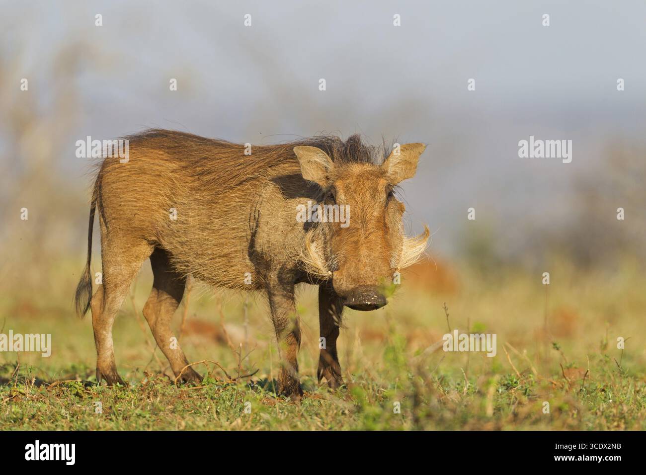 Warthog, Phacochoerus africanus, Warthog, facoquero comun, facocero ...
