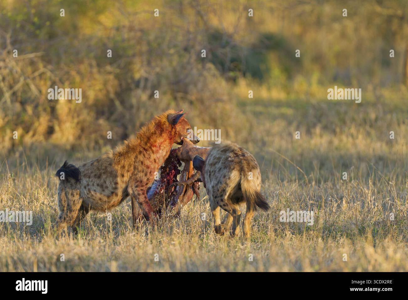 Spotted hyena, spotted hyena, Crocuta crocuta, spotted hyena, laughing ...