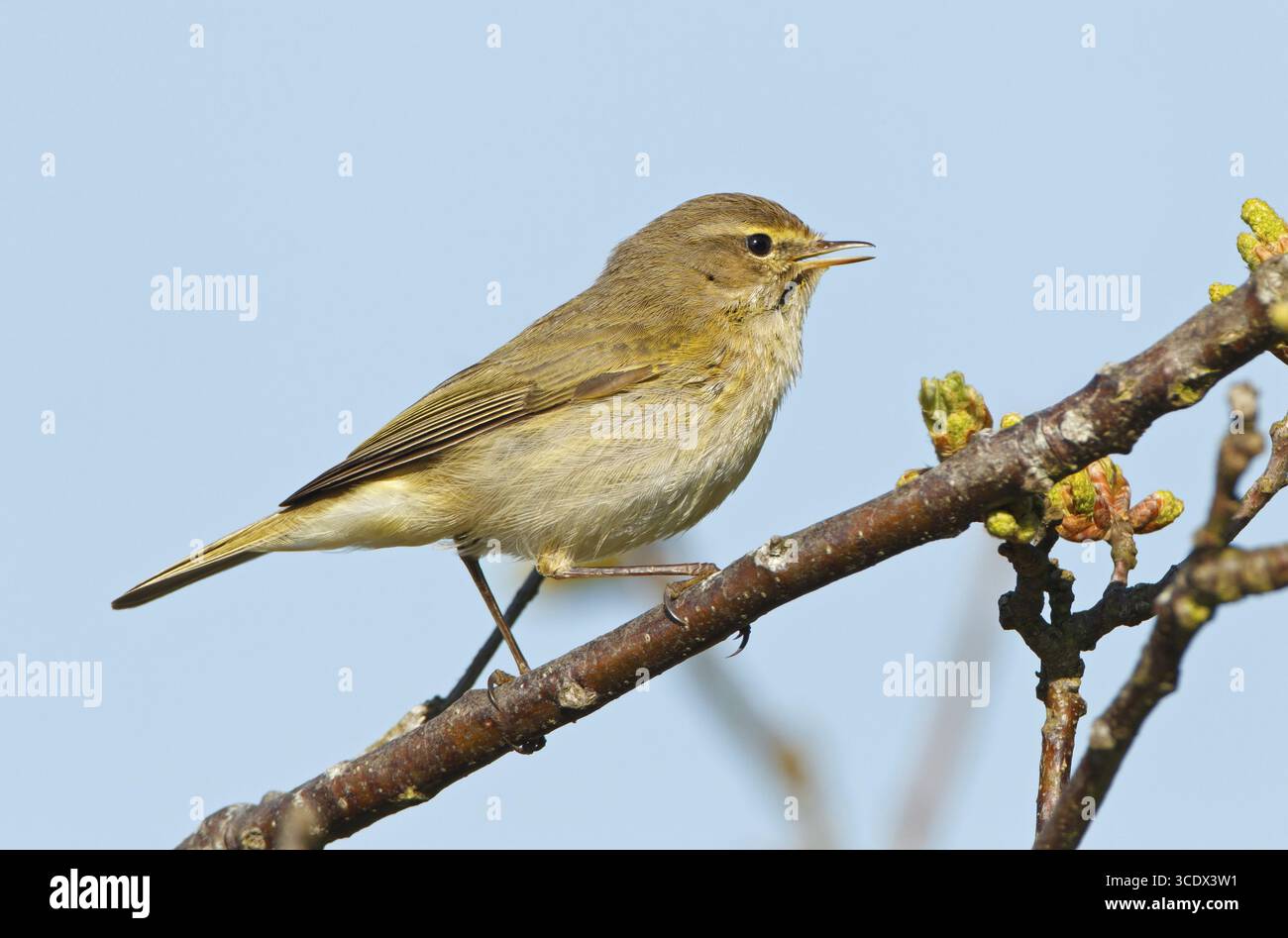 Chiffchaff, Chiffchaff, Common Chiffchaff, Chiff-chaff, Phylloscopus ...