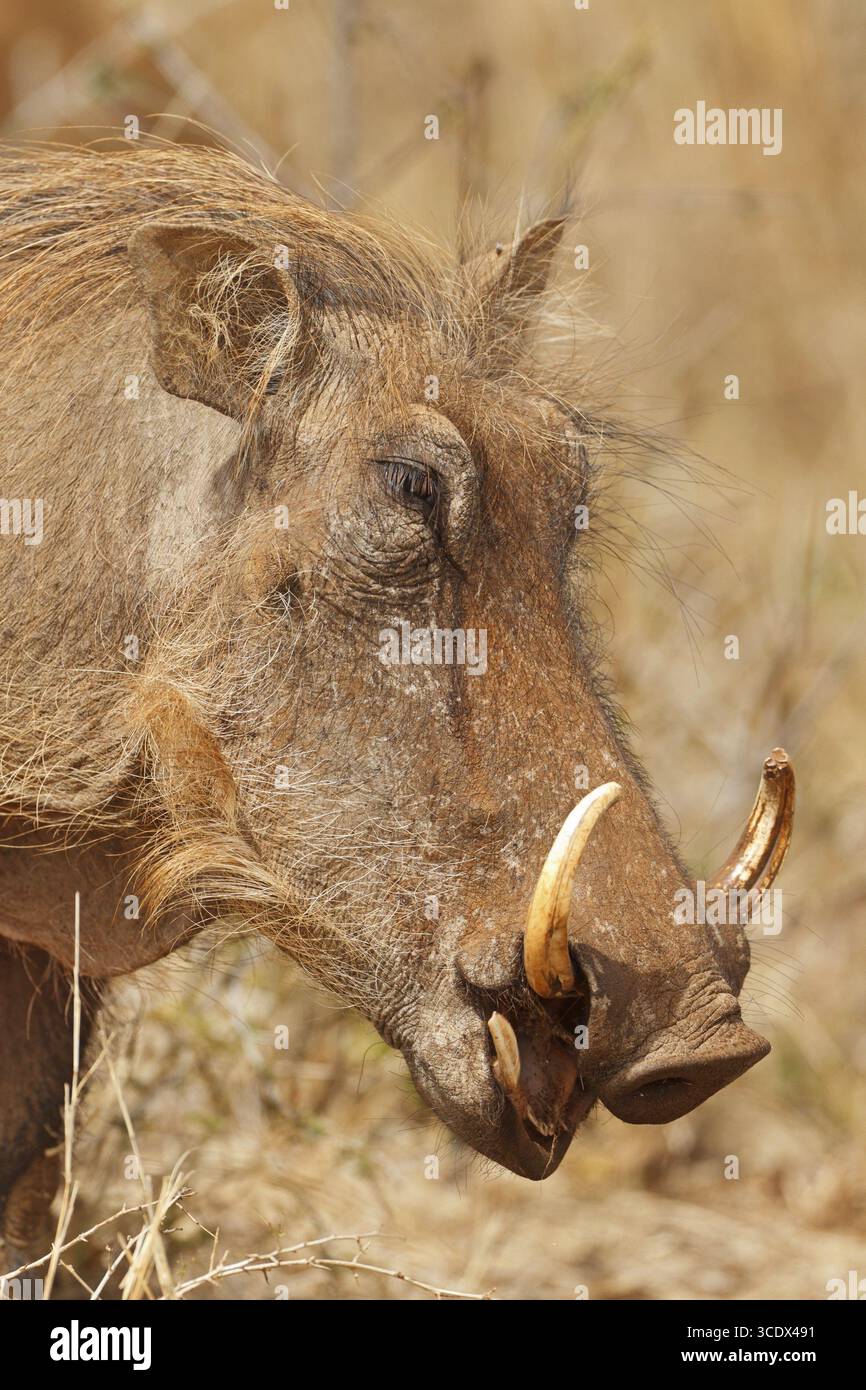 Warthog, Phacochoerus africanus, Warthog, facoquero comun, facocero ...