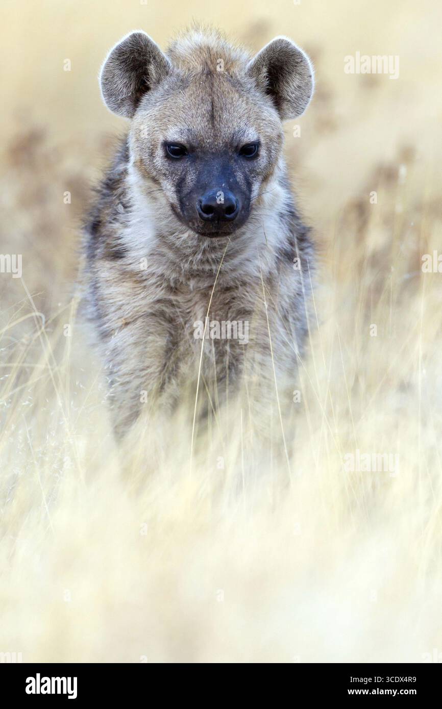 Spotted hyena, spotted hyena, Crocuta crocuta, spotted hyena, laughing ...