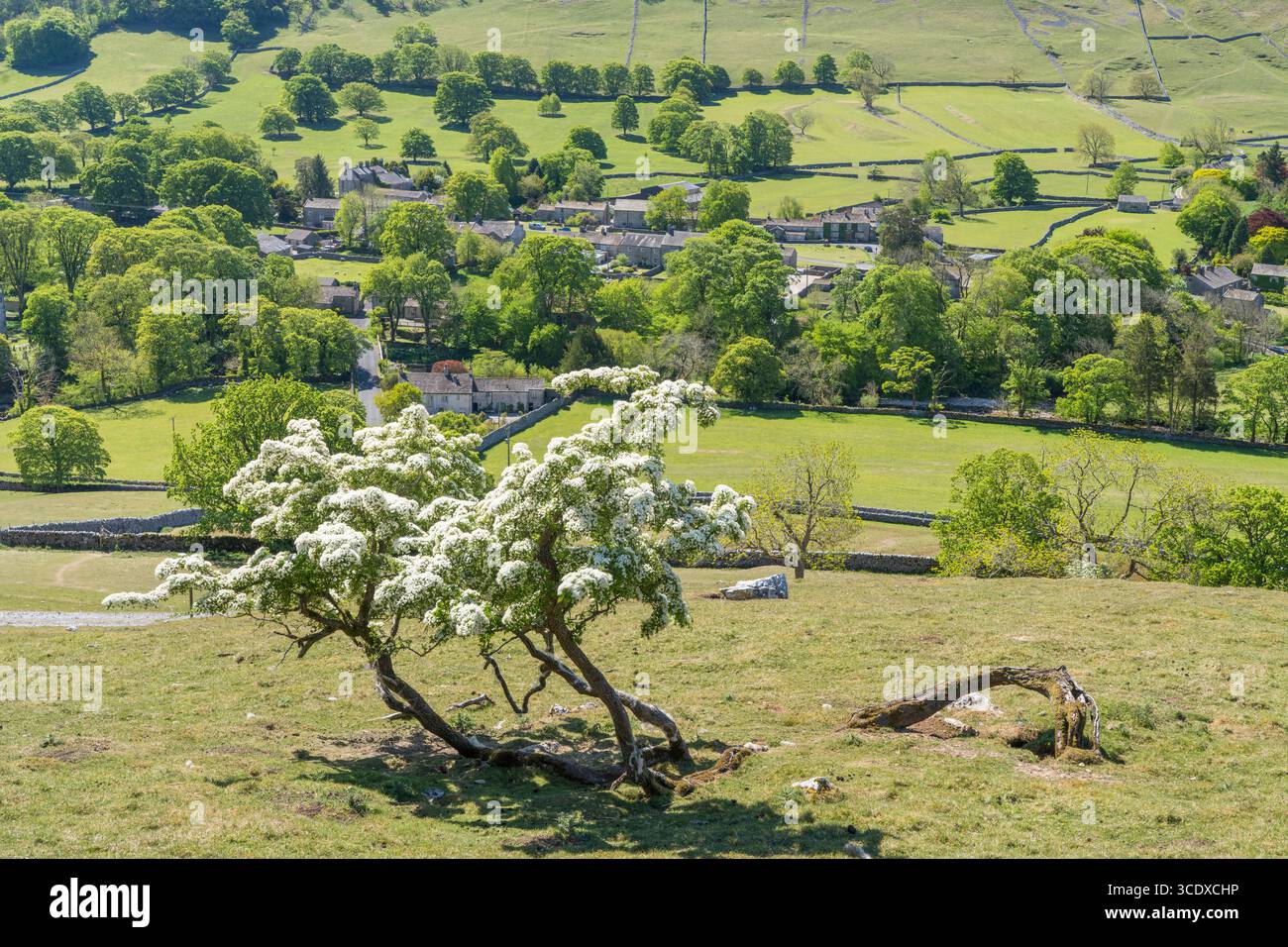 A small old hawthorne bush in blossom overlooking the village of ...