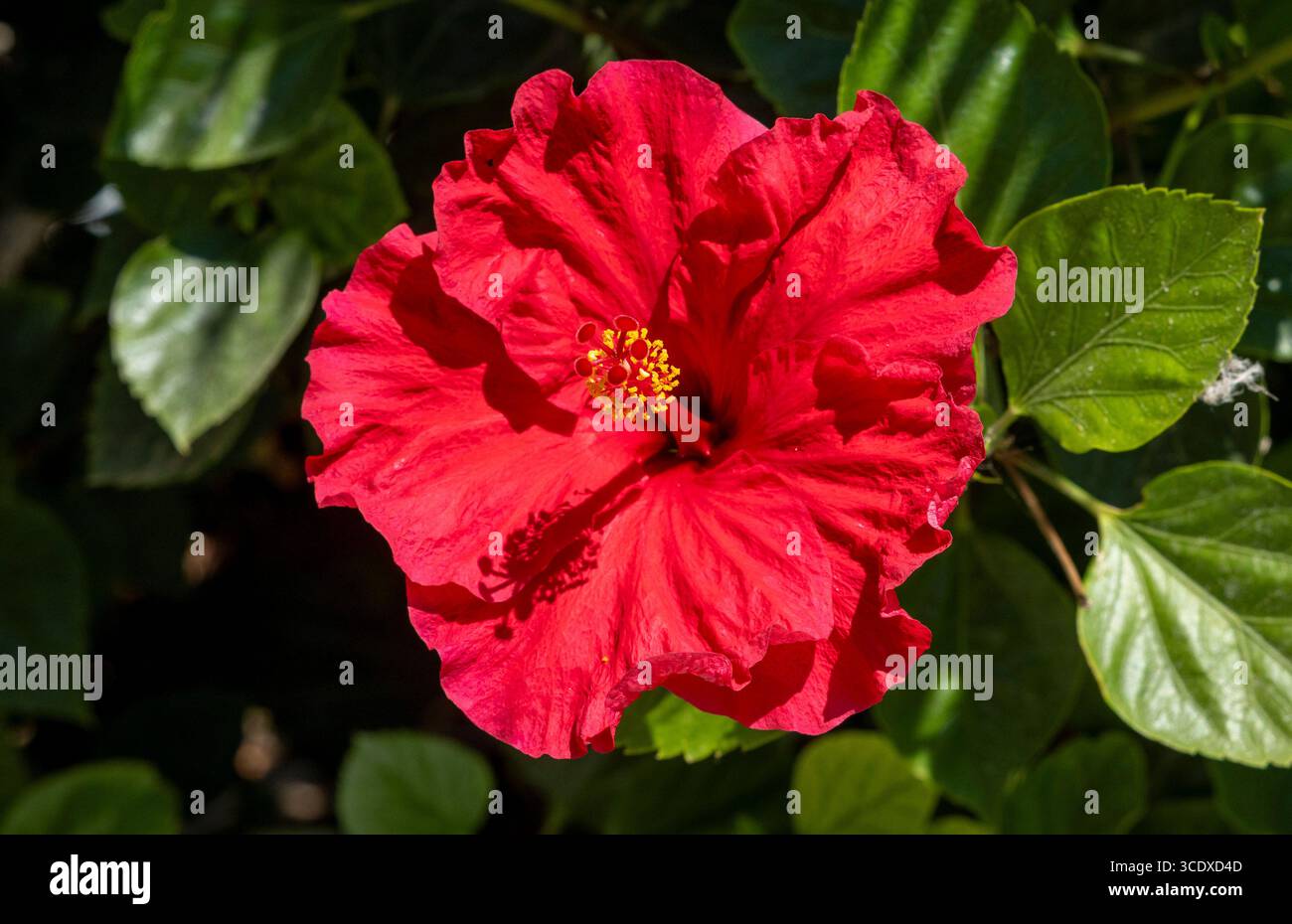 A red Hibiscus in Greece. Hibiscus are both hardy, outdoor varieties ...