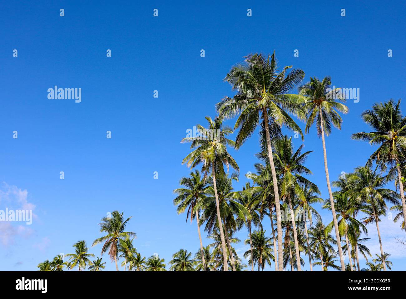 Blue sky tropical palm trees hi-res stock photography and images - Alamy