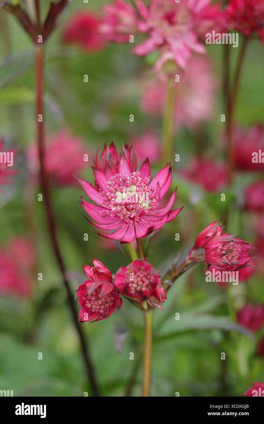Astrantia Ruby Star. Starry deep red flowers of Astrantia Ruby Star ...
