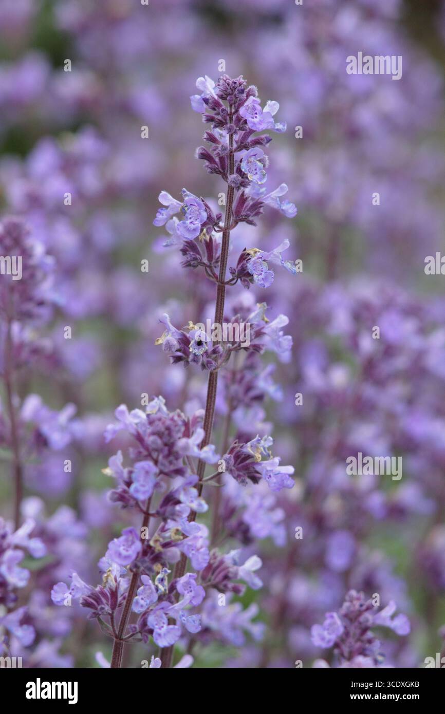 Catmint. Nepeta x faassenii 'Purrsian Blue. Aromatic leaves and dense ...