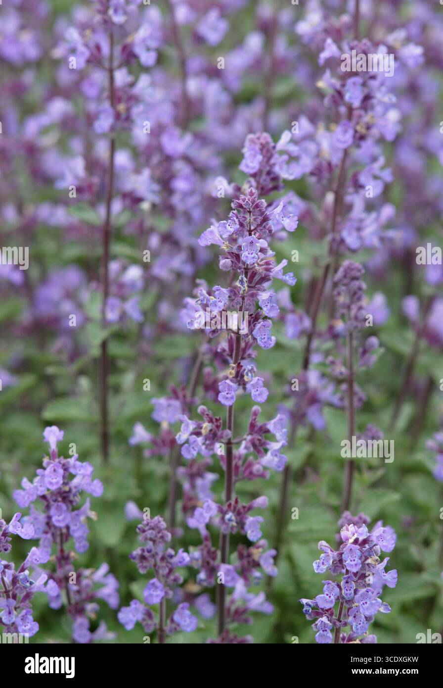 Garden catmint purrsian blue hi-res stock photography and images - Alamy