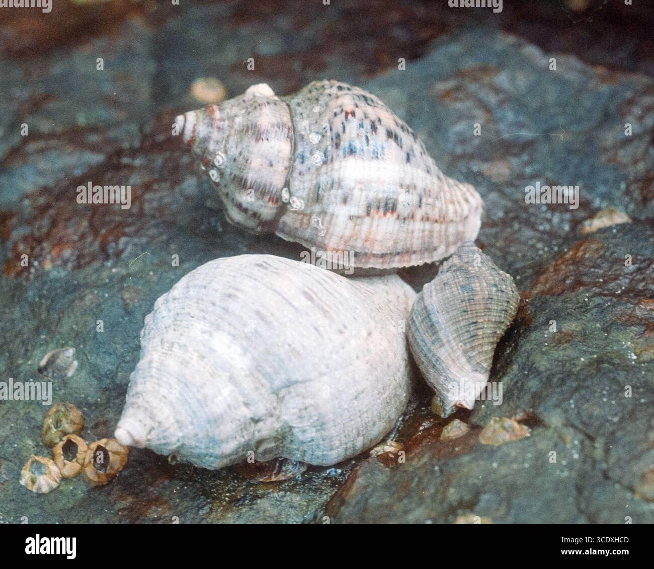 three sea shells clustered together on a rock at the beach Stock Photo ...