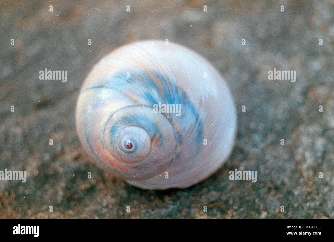 Moon snails hi-res stock photography and images - Alamy