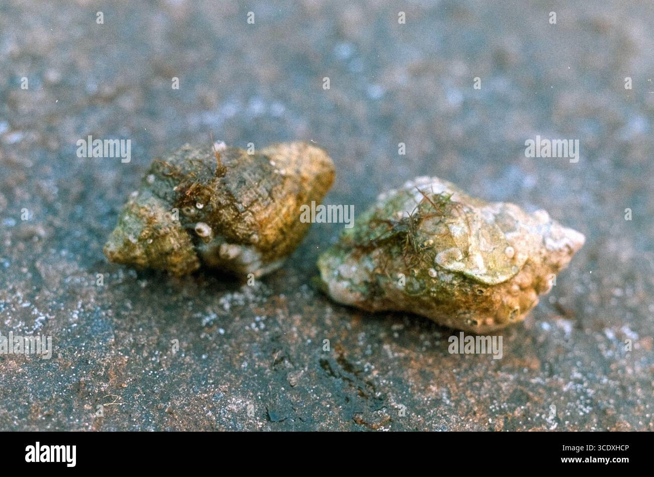 Drill shells hi-res stock photography and images - Alamy