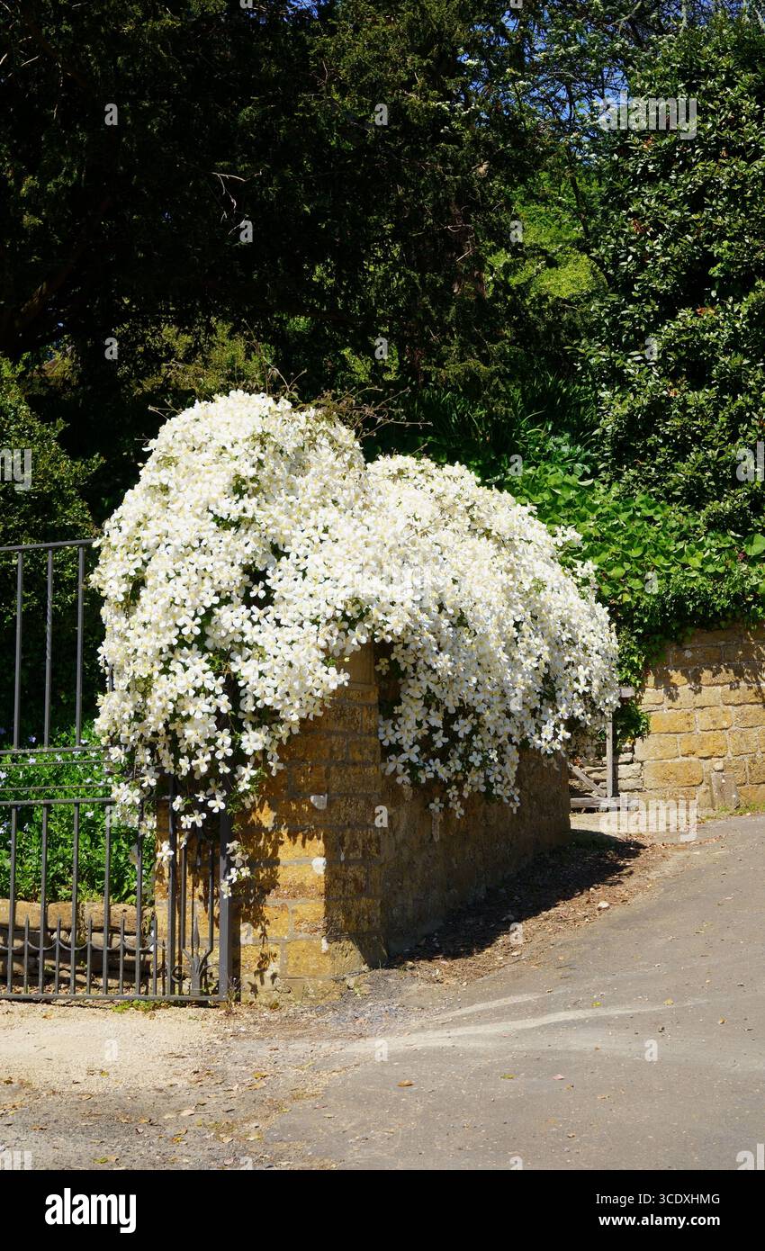 Clematis montana grandiflora flowering hi-res stock photography and ...