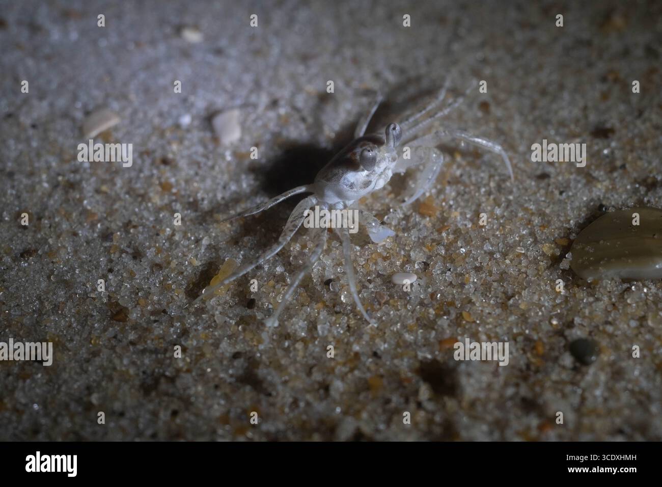 Ghost crab at night hi-res stock photography and images - Alamy