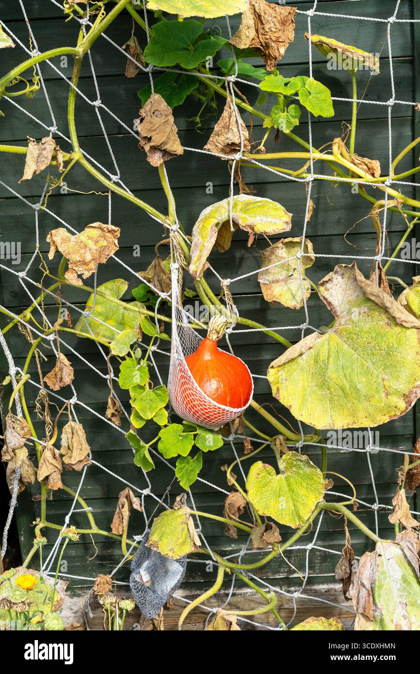 Growing red coloured Gourd supported in a net Stock Photo - Alamy