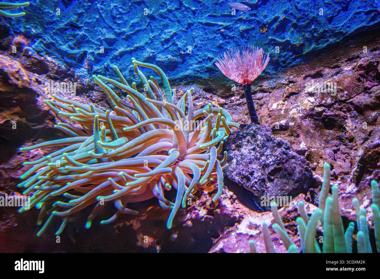 Vibrant underwater scene showcasing marine flora at Santa Marta ...