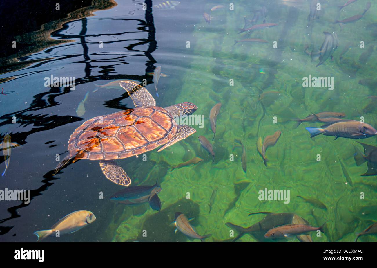 Serene sea turtle gliding hi-res stock photography and images - Alamy