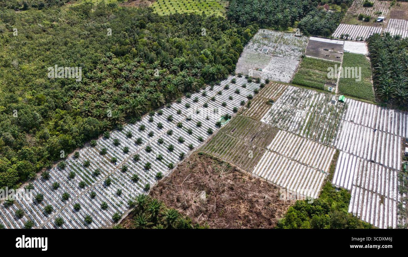 Oil palm plantation, Borneo, Indonesia, Asia Stock Photo - Alamy