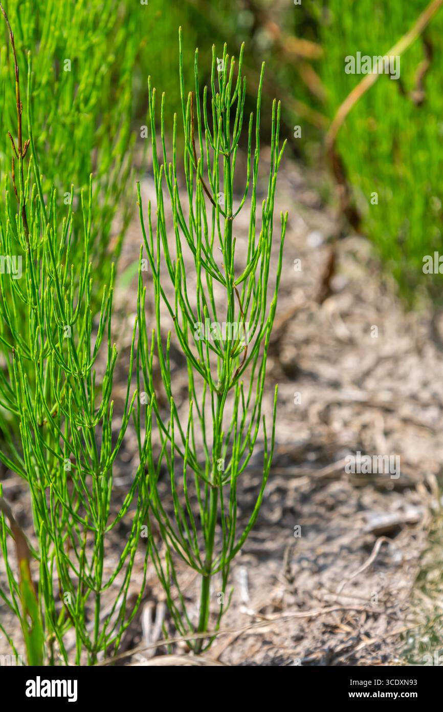 Horsetail field Equisetum arvense grows in the wild Stock Photo - Alamy