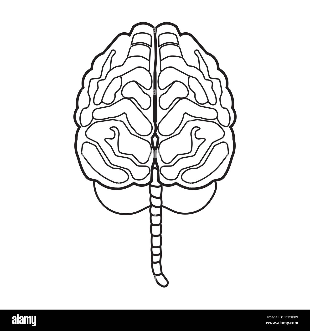 Human brain icon with editable stroke, Simple brain diagram ...