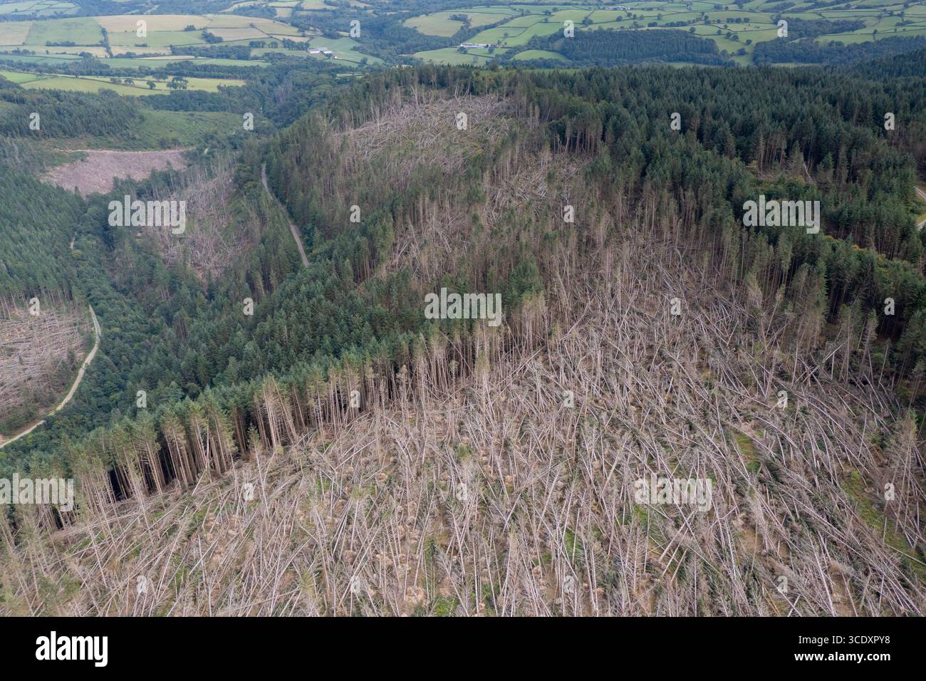 Aerial view of non-native conifer trees windblown by Storm Darragh ...