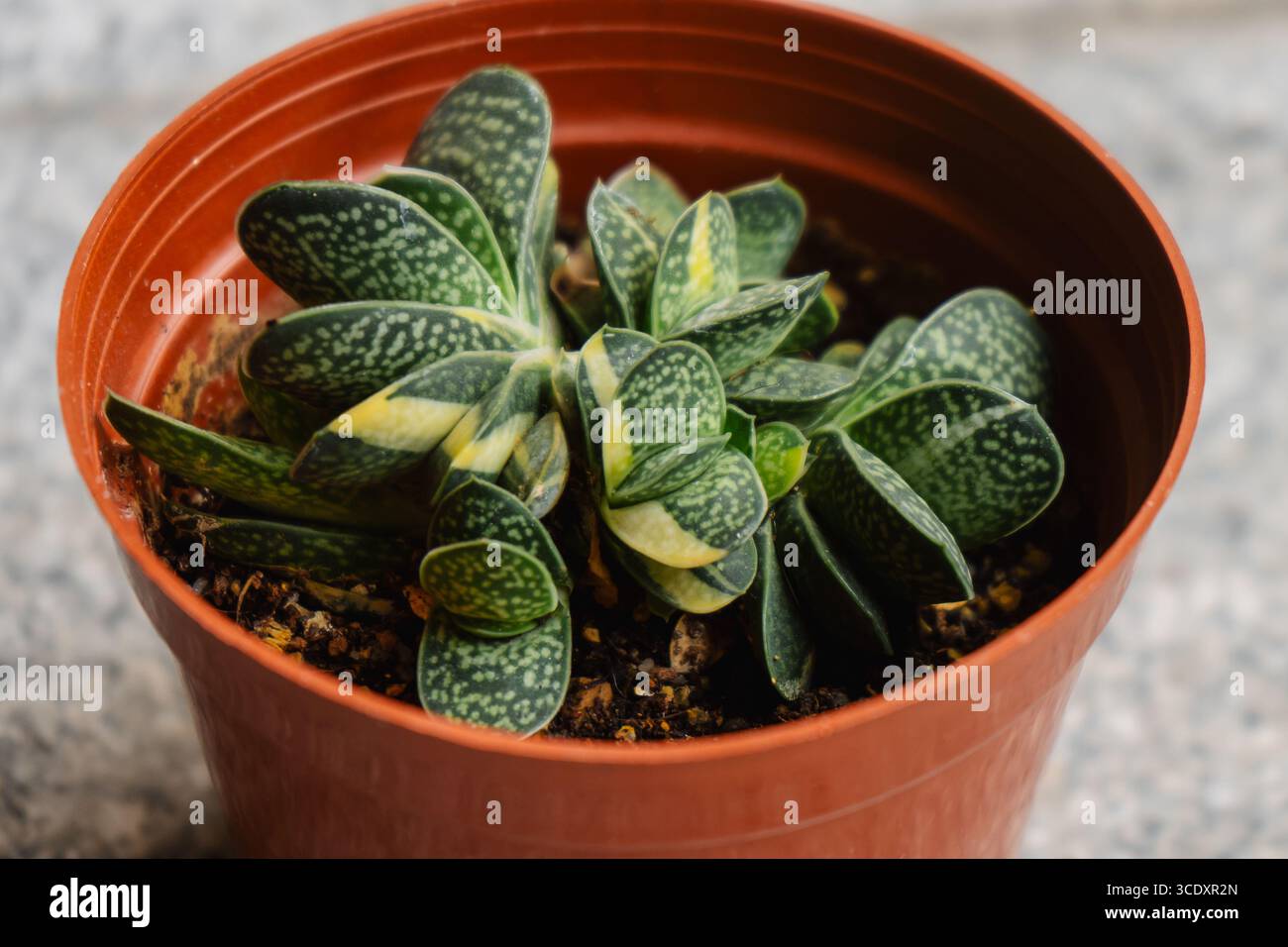 Beautiful specimen of succulent Gasteria gracilis variegata grown in a ...