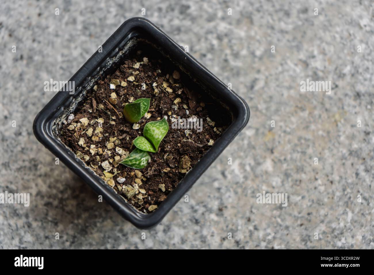 Cute mini succulent Gasteria gracilis variegata freshly grown in a ...