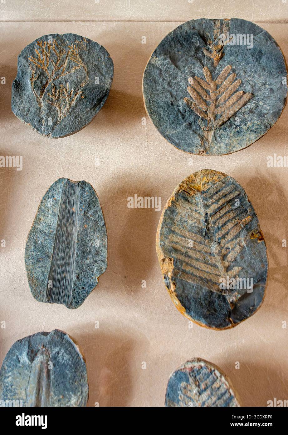 Collection of ancient fossils displayed at Museo El Fosil in Villa de ...