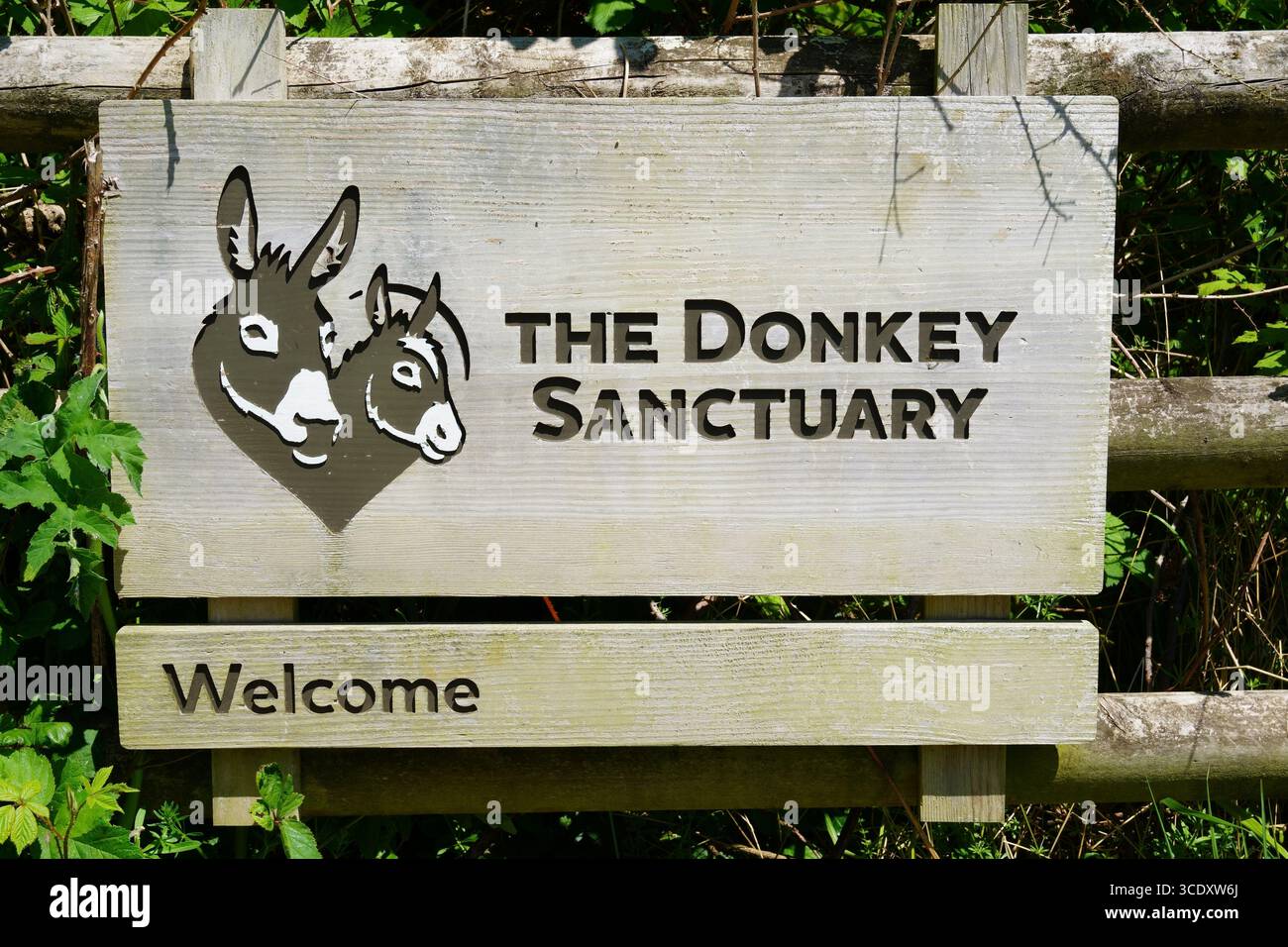 The Donkey Sanctuary Weston, Devon, England, UK in May Stock Photo - Alamy