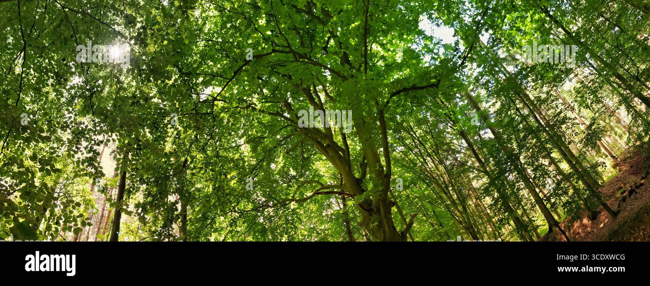 Captivating forest hi-res stock photography and images - Alamy