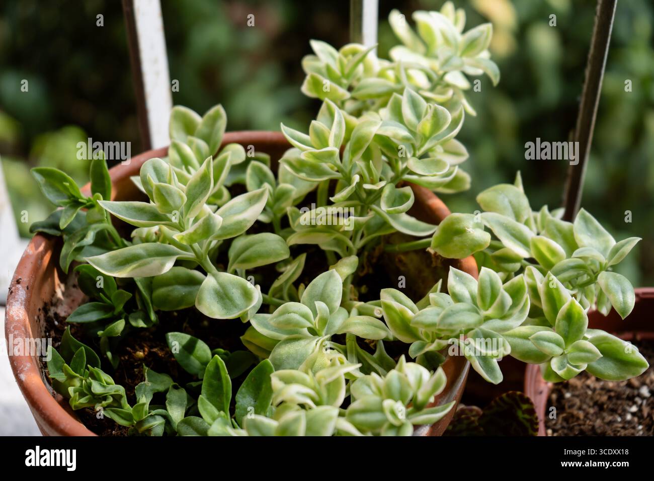 Beautiful Aptenia Cordifolia also known as Baby sun rose, two varieties ...