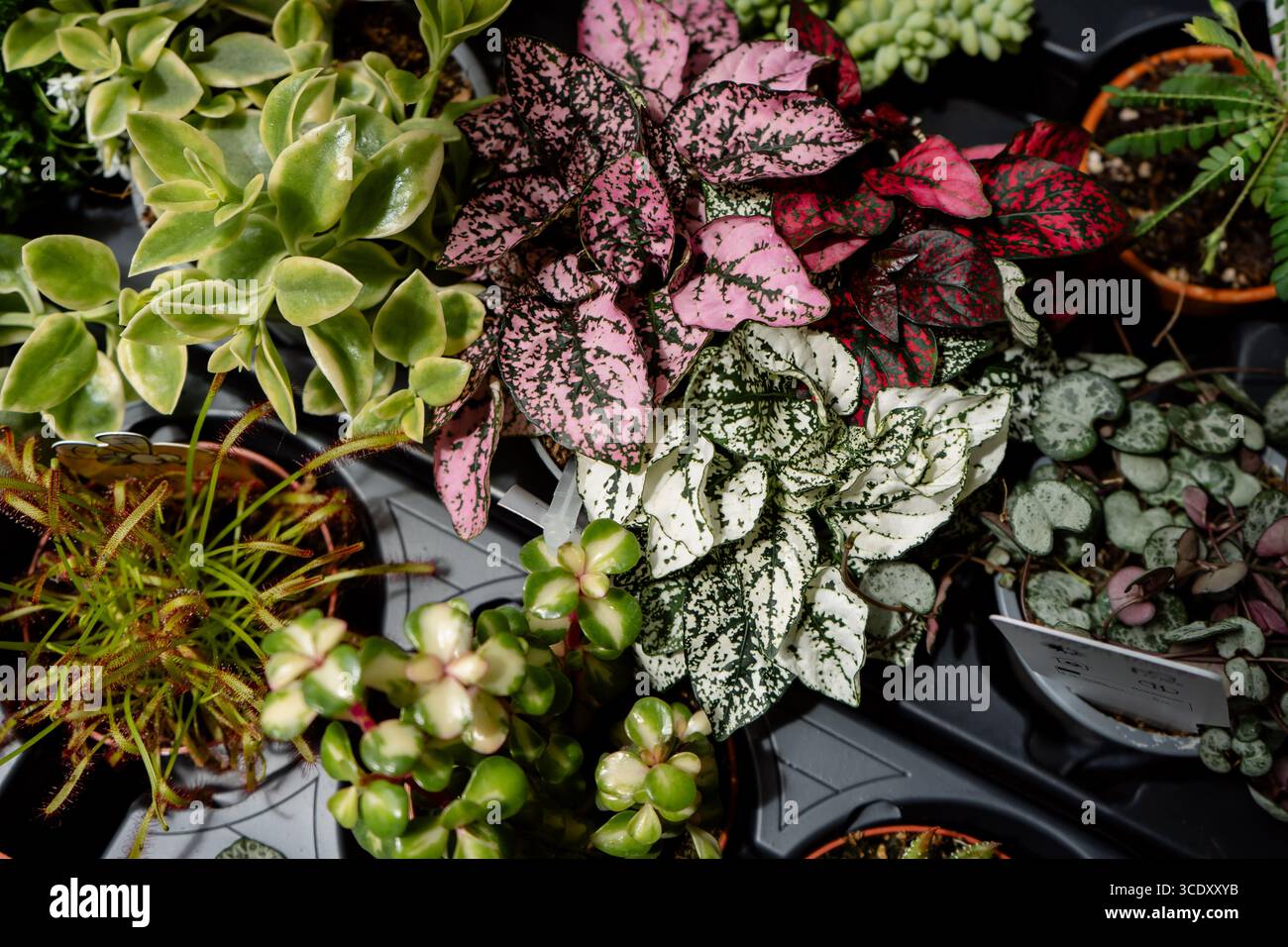 A varied collection of colorful plants recently acquired from a nursery ...