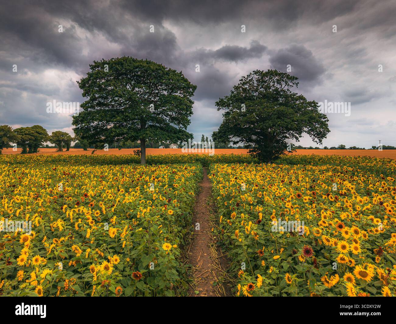 Sunflower field in Ballyboughal Stock Photo - Alamy