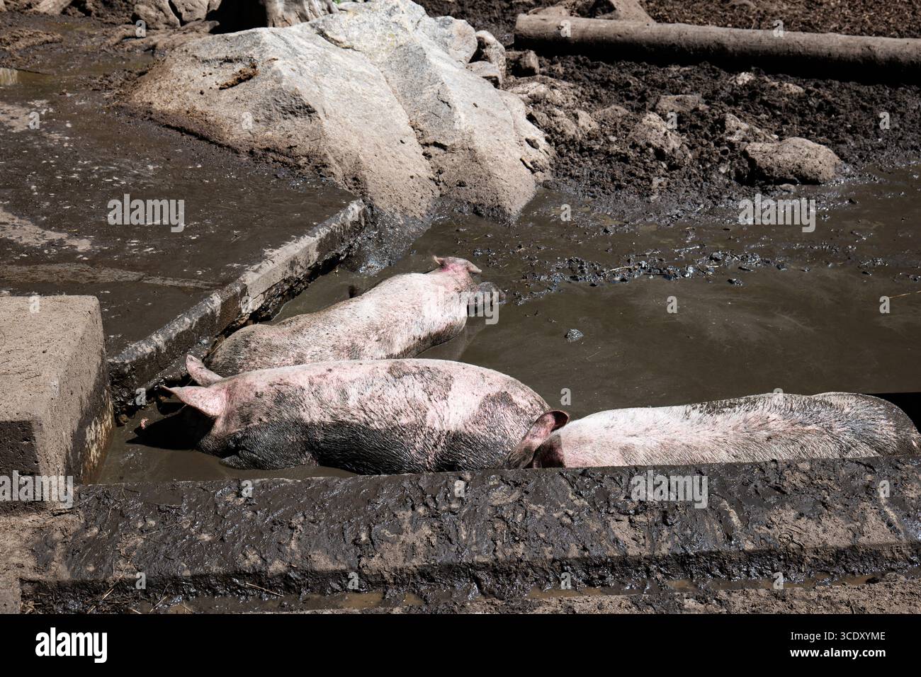 Farm pigs lying in a mud puddle on a hot summer day in Europe Stock ...