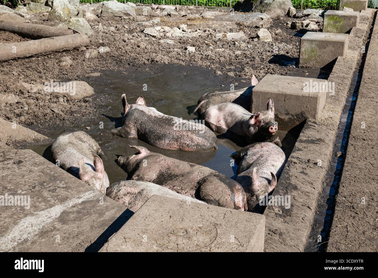 Farm pigs lying in a mud puddle on a hot summer day in Europe Stock ...