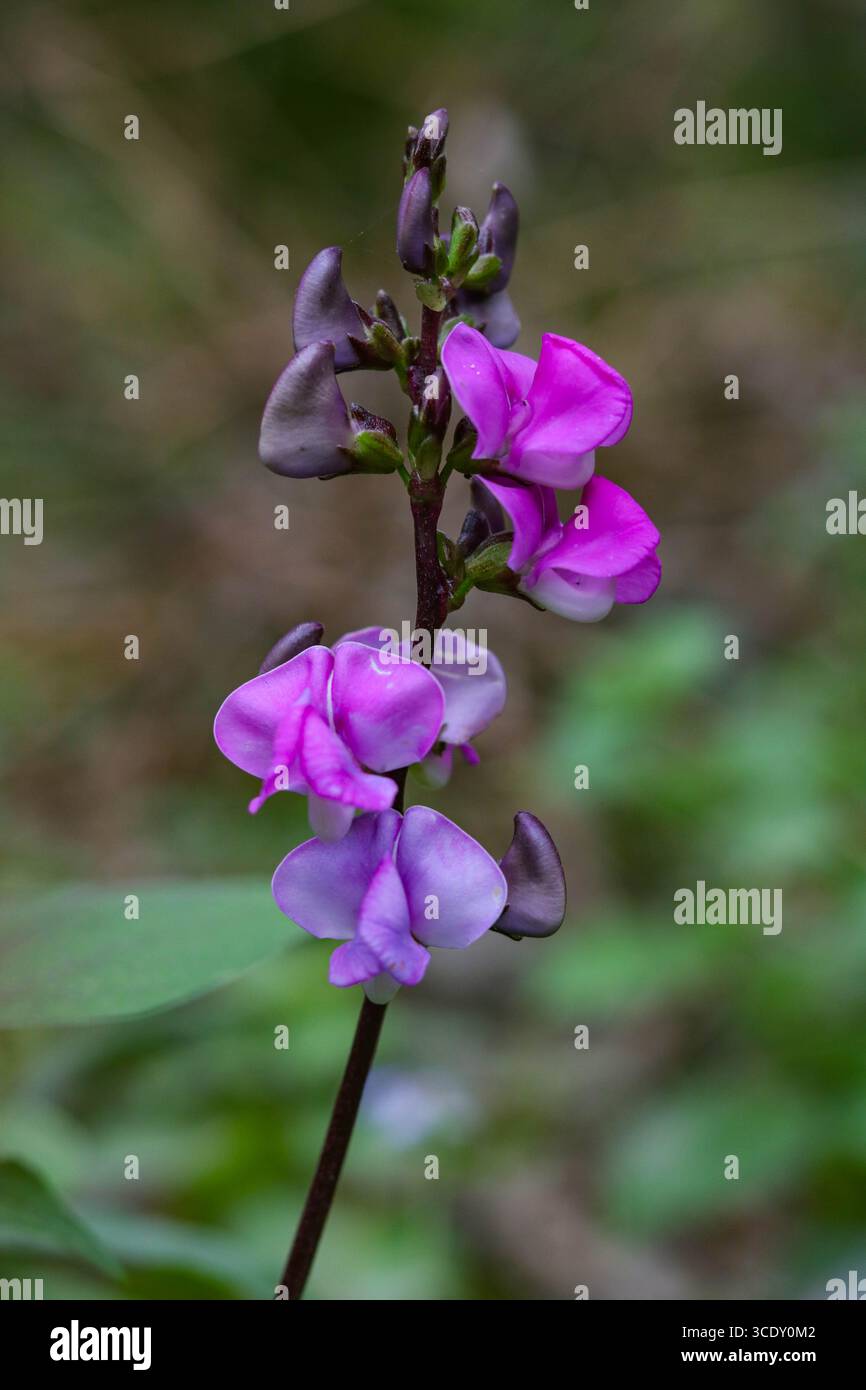 Texture of purple lima bean flowers Stock Photo - Alamy