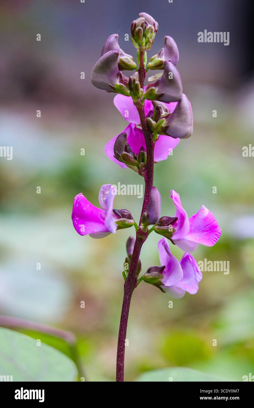 Texture of purple lima bean flowers Stock Photo - Alamy