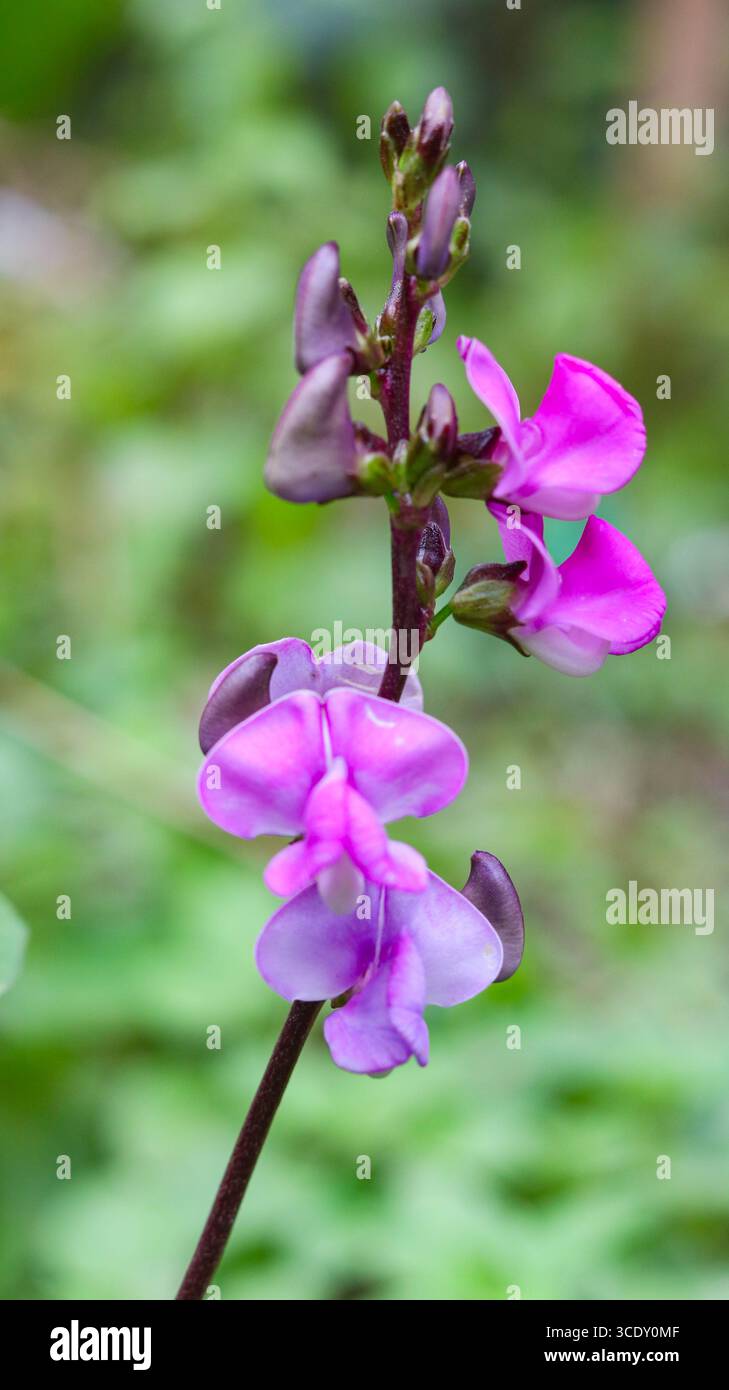 Texture of purple lima bean flowers Stock Photo - Alamy