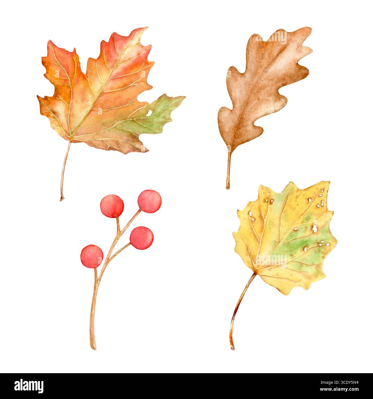 Watercolor autumn leaves and a sprig of berries. A set of beautiful ...