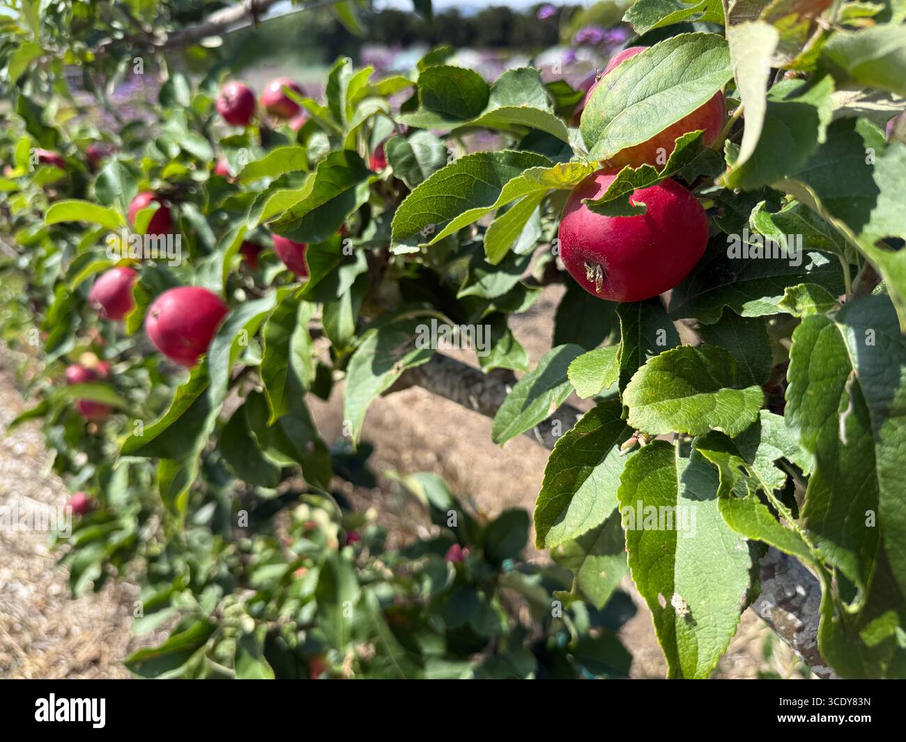 Apple trees (Malus domestica 'Worcester Pearmain'). England, UK Stock ...