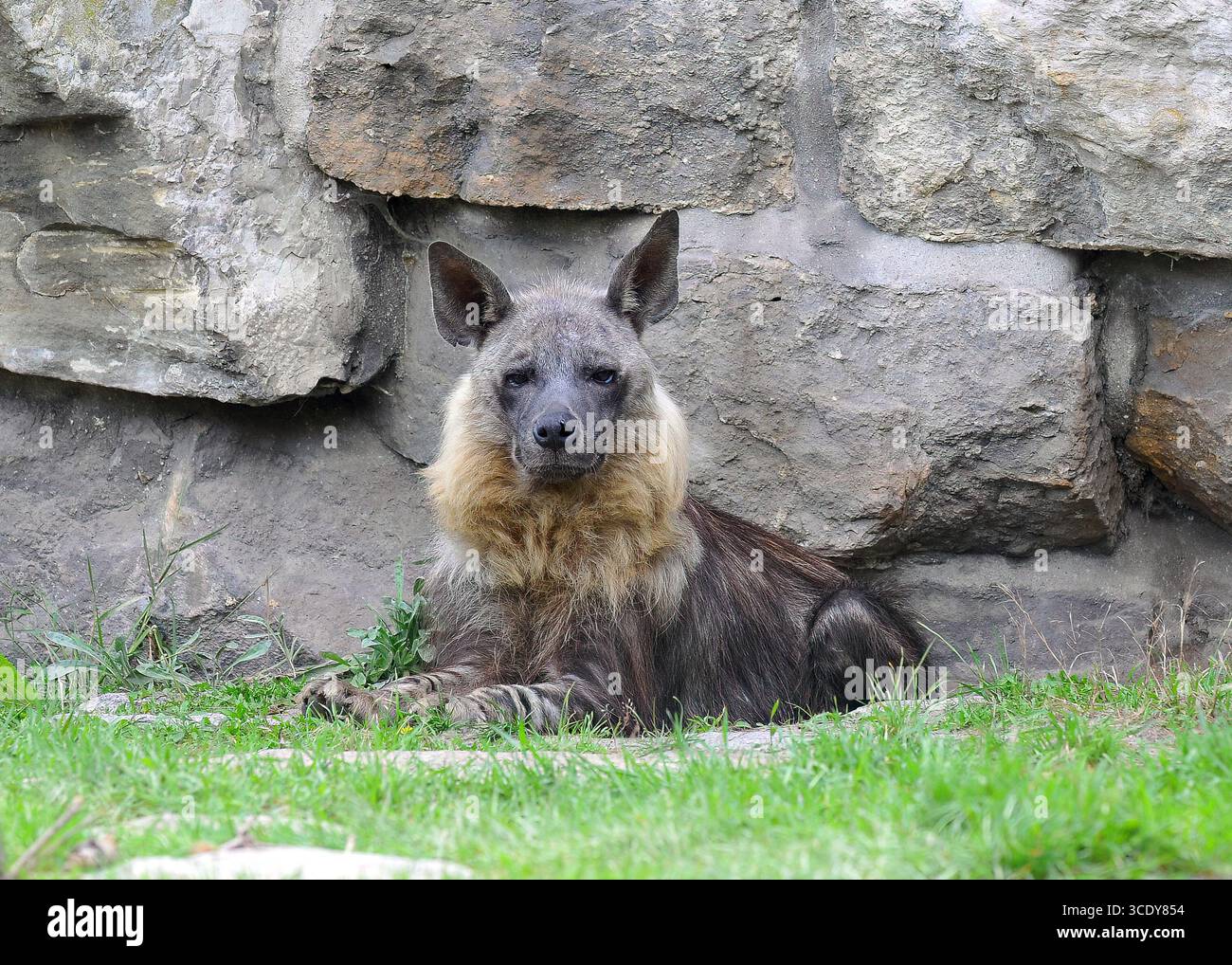 brown hyena, Schabrackenhyäne, Braune Hyäne, Strandwolf, hyène brune ...
