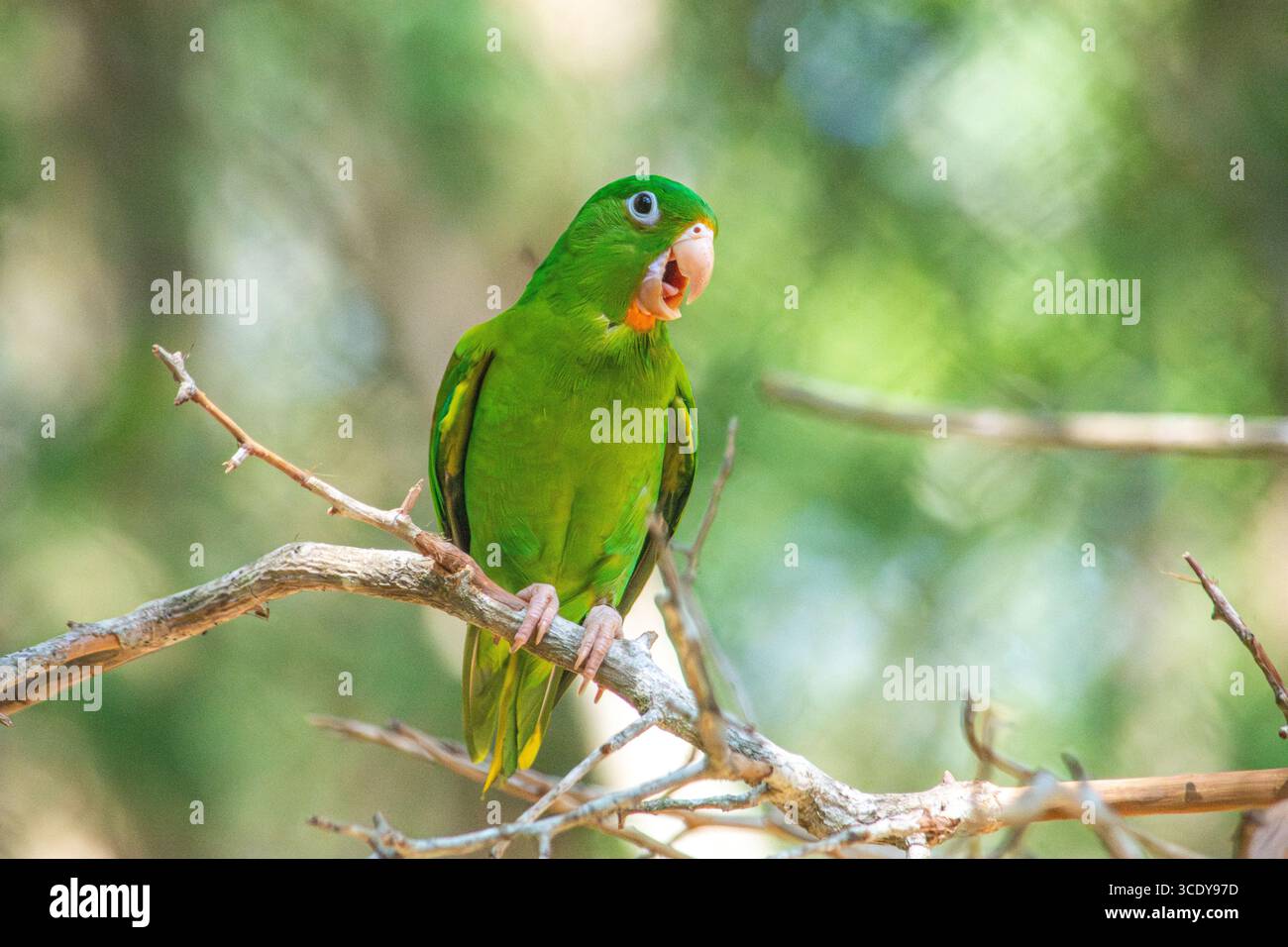 Aviary cartagena hi-res stock photography and images - Alamy