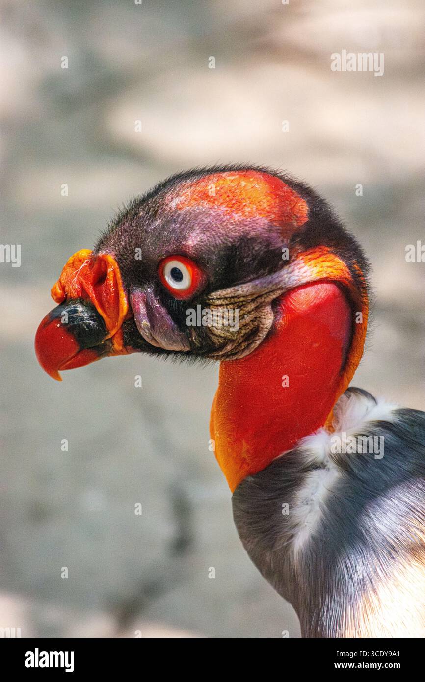 A striking close-up of a king vulture showcasing its vivid colors and ...
